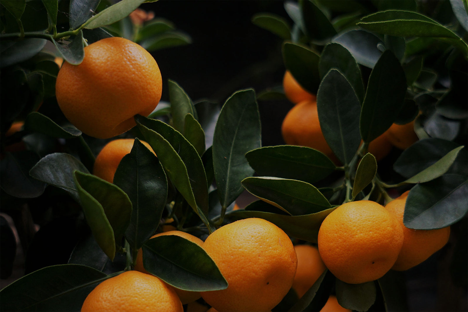 Orange Grove: A Local Social Project - Psylo